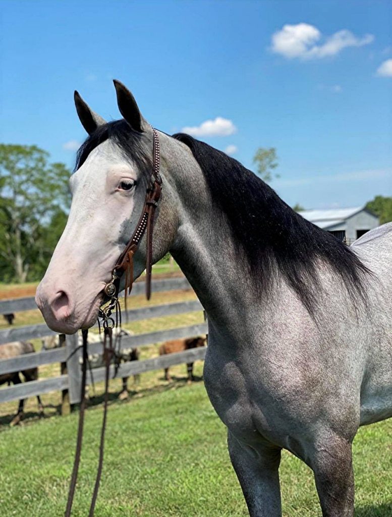 Amigo - Platinum Equine Auction