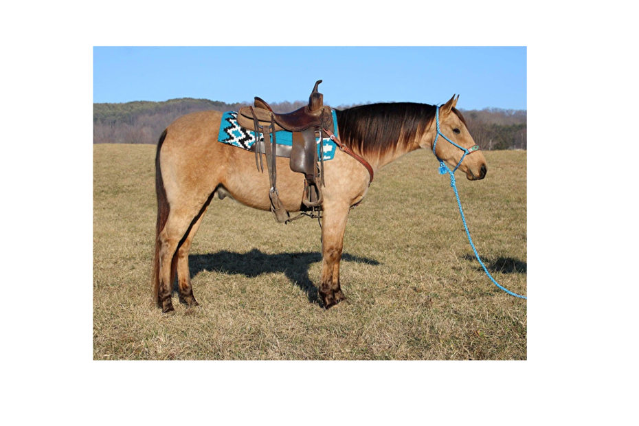 Riney - Platinum Equine Auction