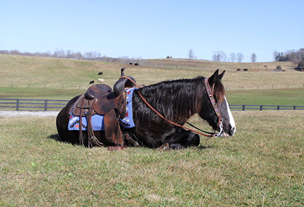 Jewel - Platinum Equine Auction