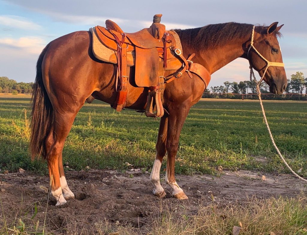 Oakies Two Eyed-Jack - Platinum Equine Auction