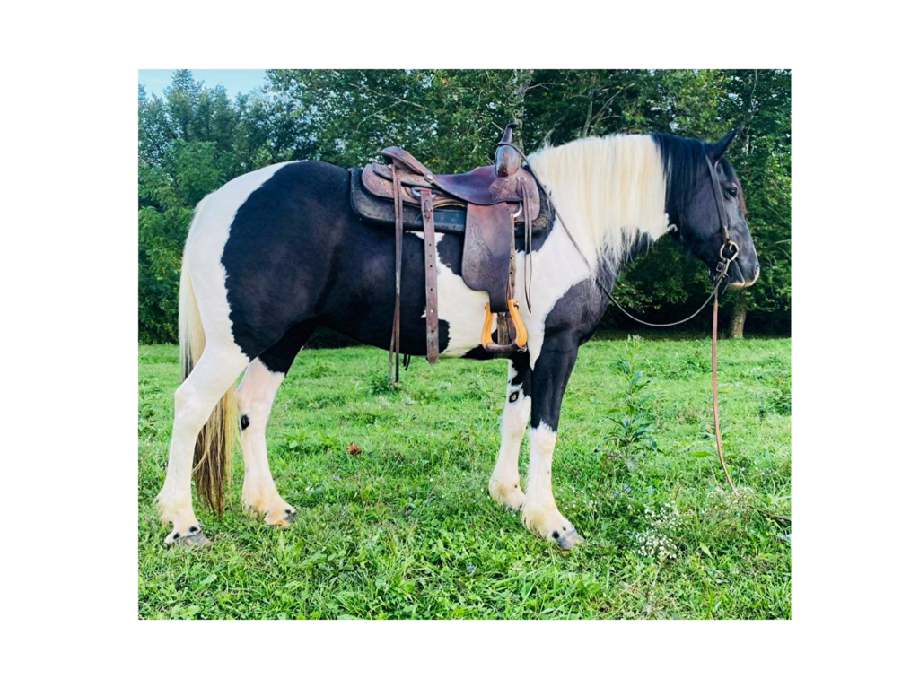 Spade - Platinum Equine Auction