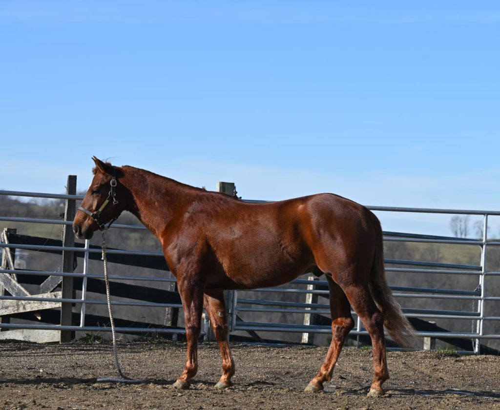 Maverick - Platinum Equine Auction