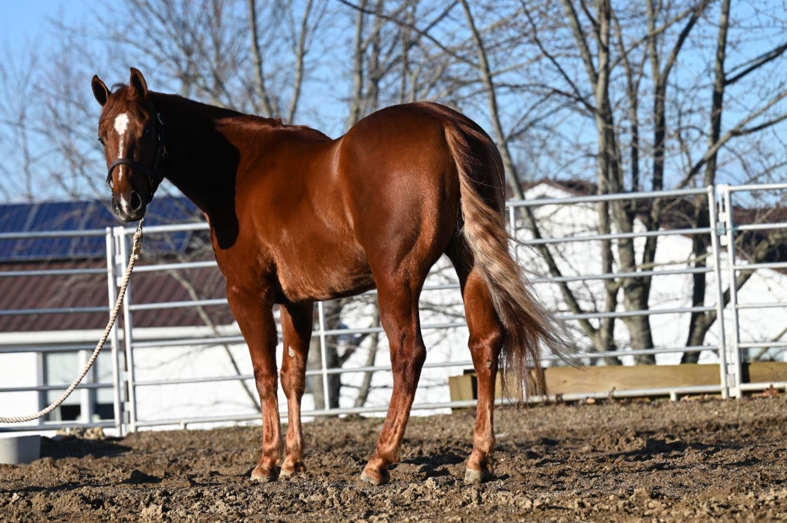 Maverick - Platinum Equine Auction