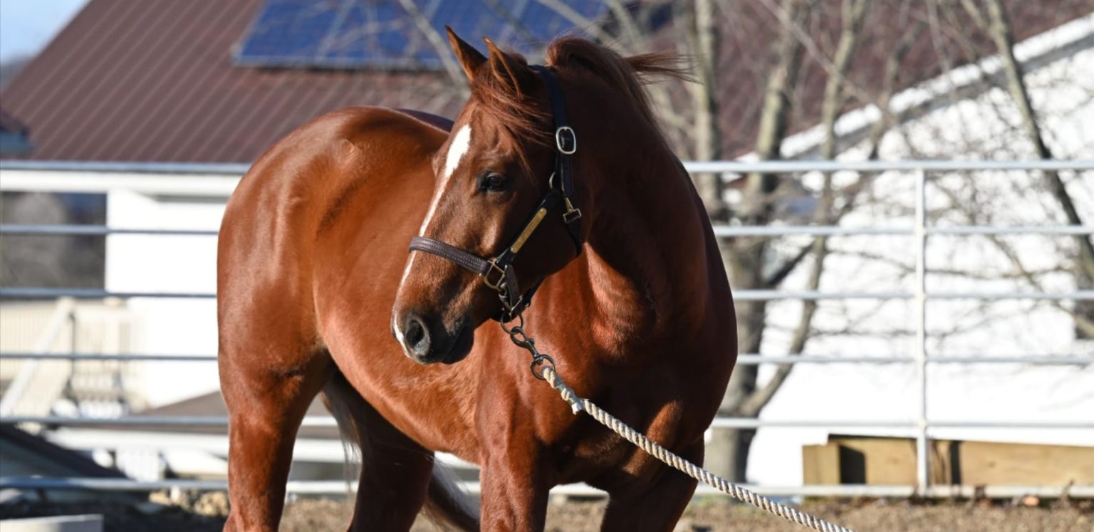Maverick - Platinum Equine Auction
