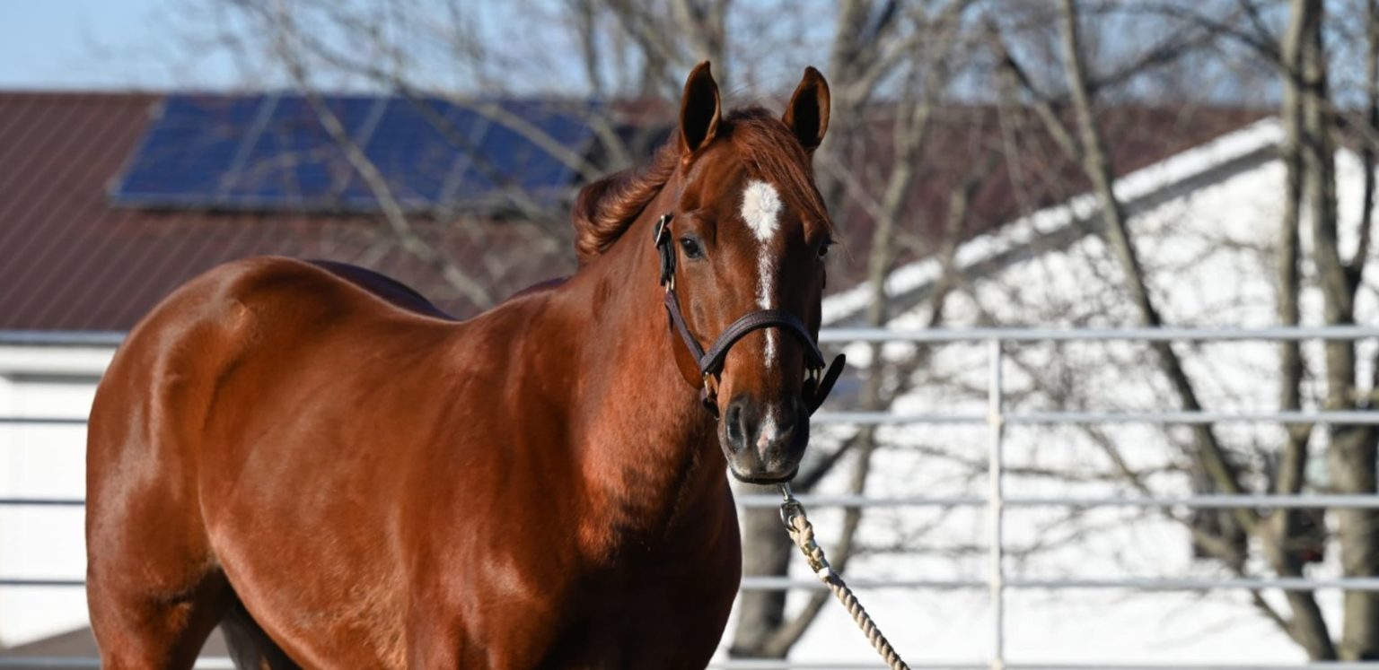Maverick - Platinum Equine Auction