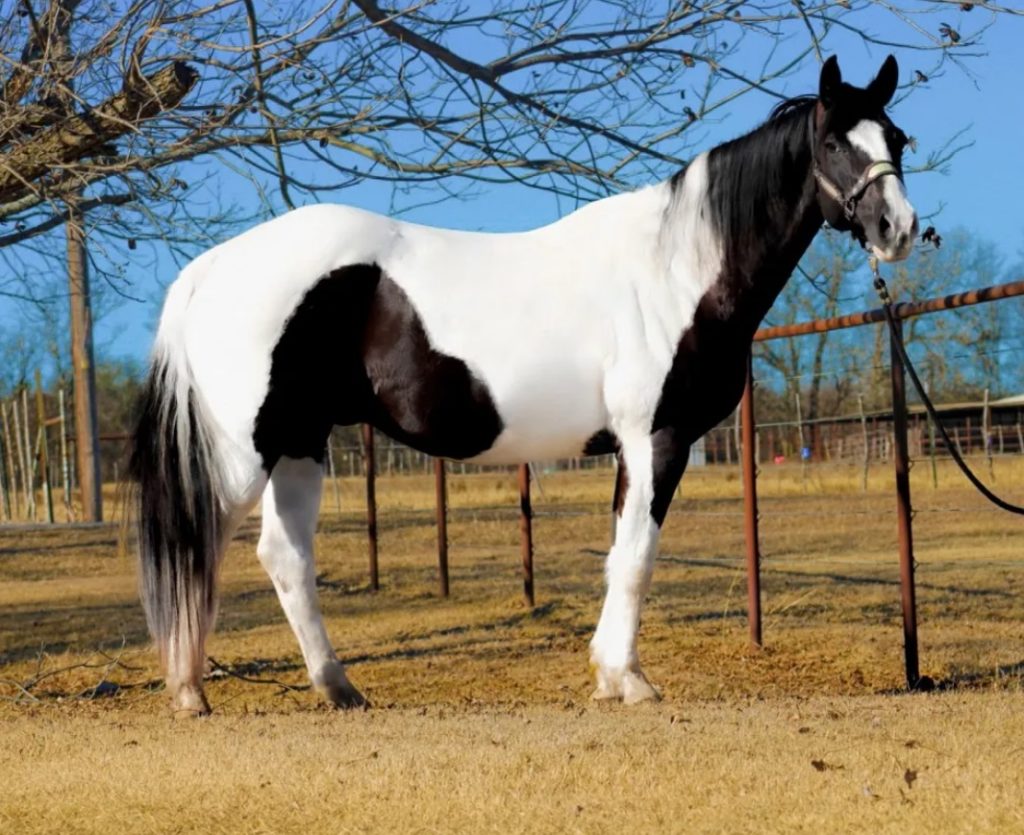 Oreo - Platinum Equine Auction