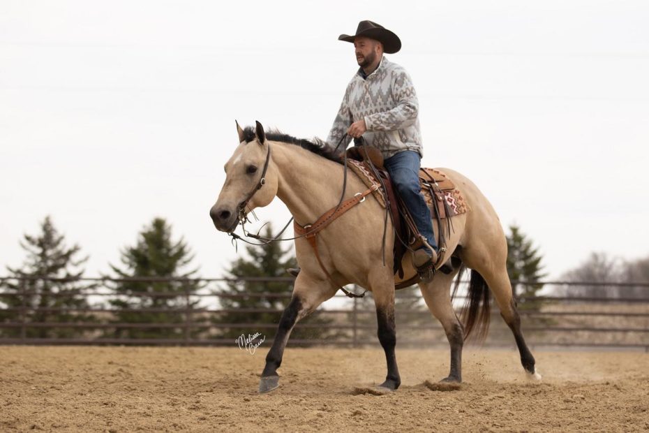 Cody Boy - Platinum Equine Auction