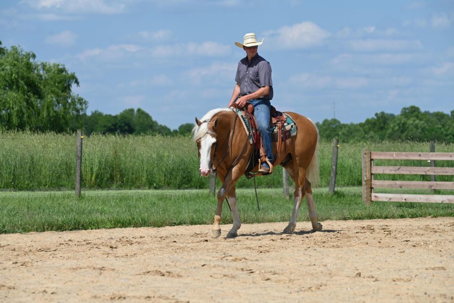 Cat Man Do-Romeo - Platinum Equine Auction