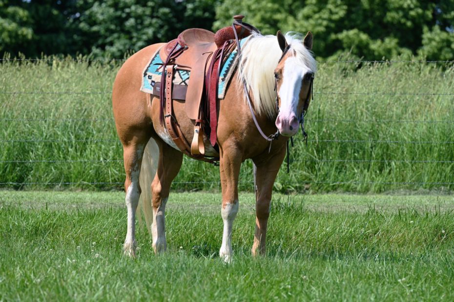 Cat Man Do-Romeo - Platinum Equine Auction