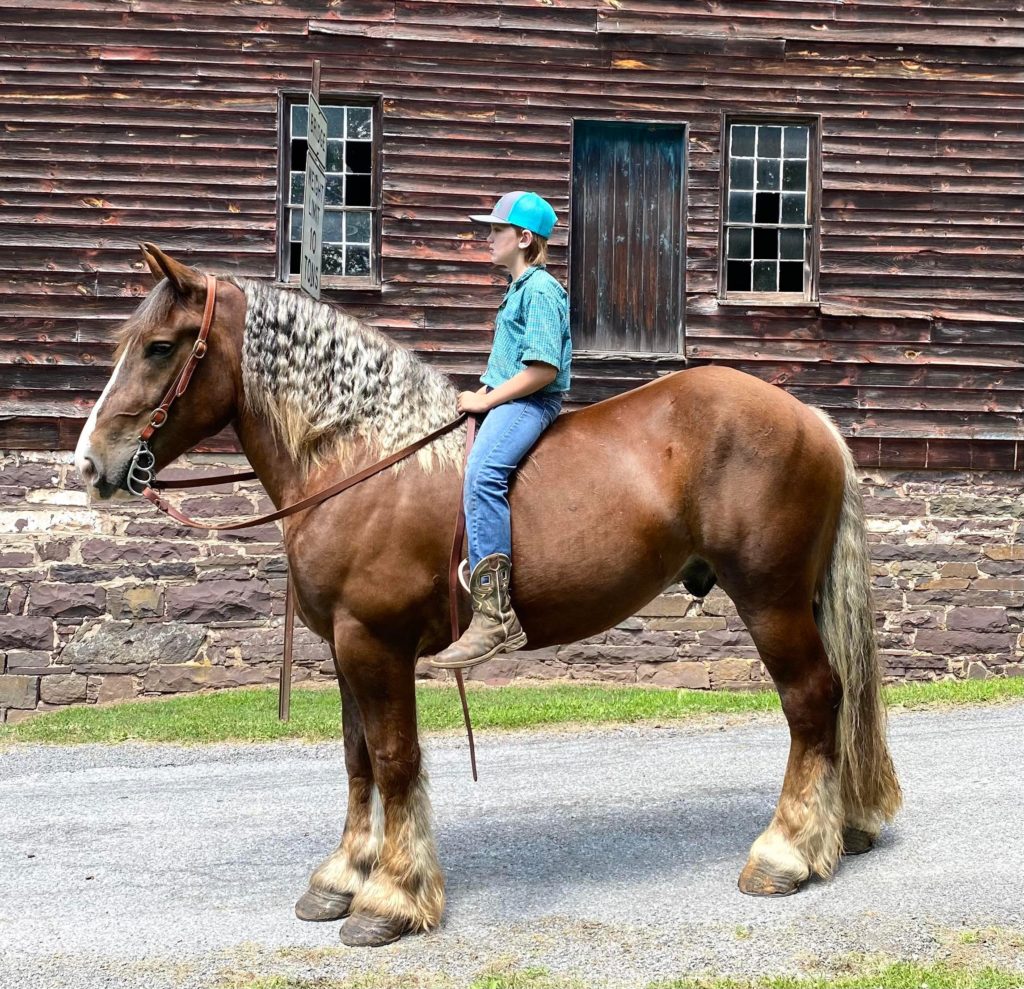 Rusty Ridge Cody - Platinum Equine Auction
