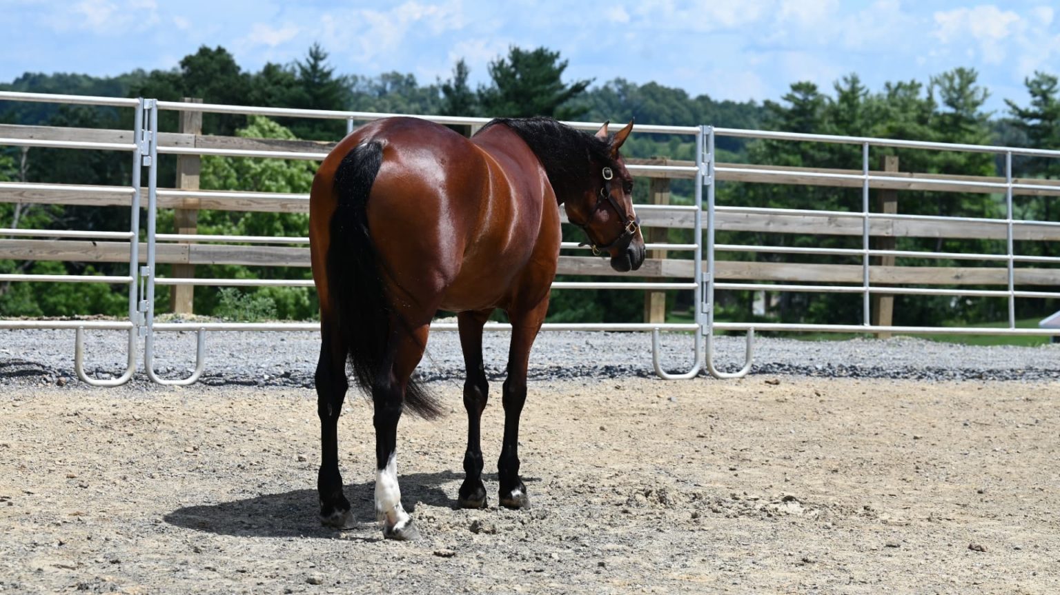 Crystal - Platinum Equine Auction