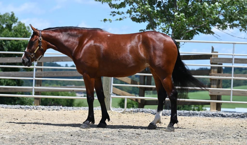 Crystal - Platinum Equine Auction