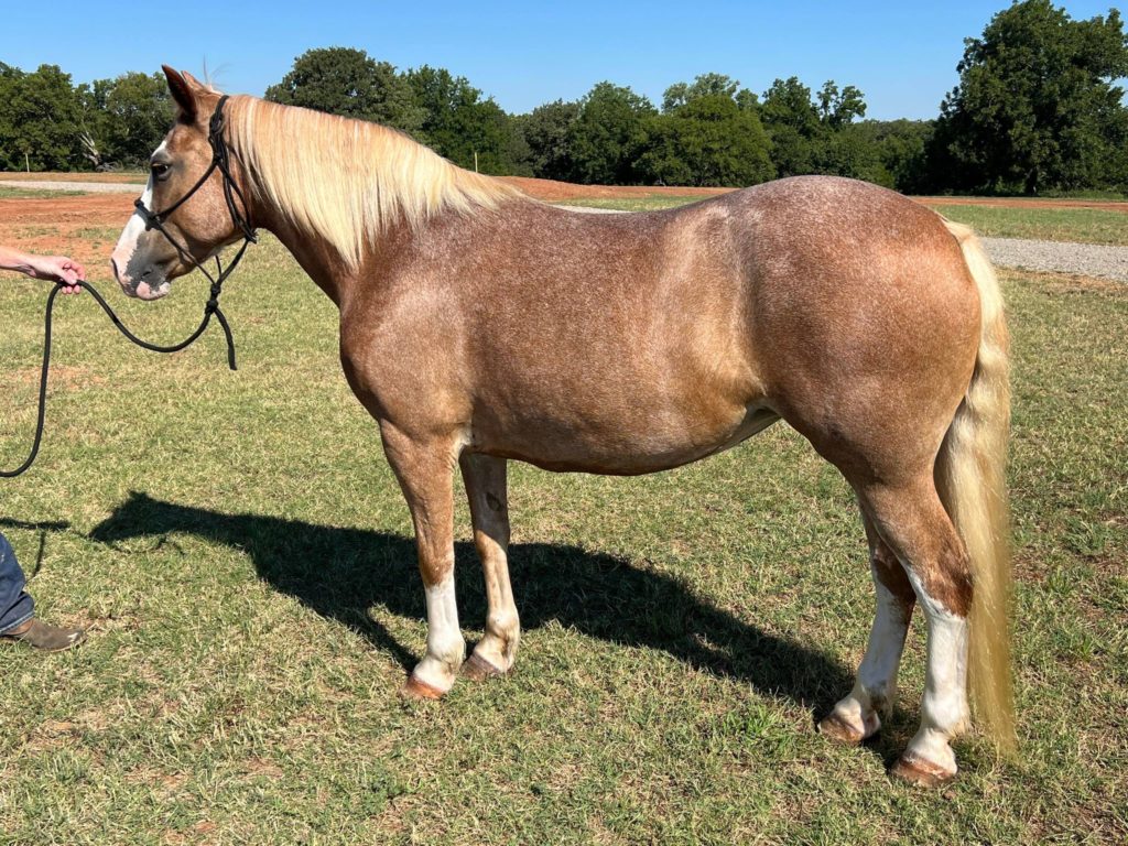 Fancy - Platinum Equine Auction