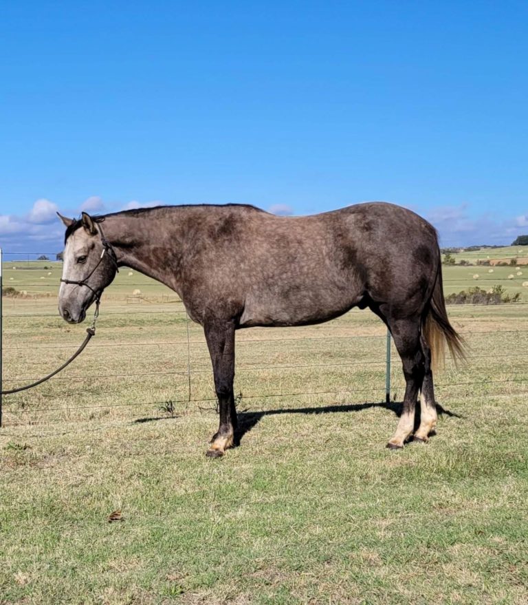 Van Quia - Platinum Equine Auction