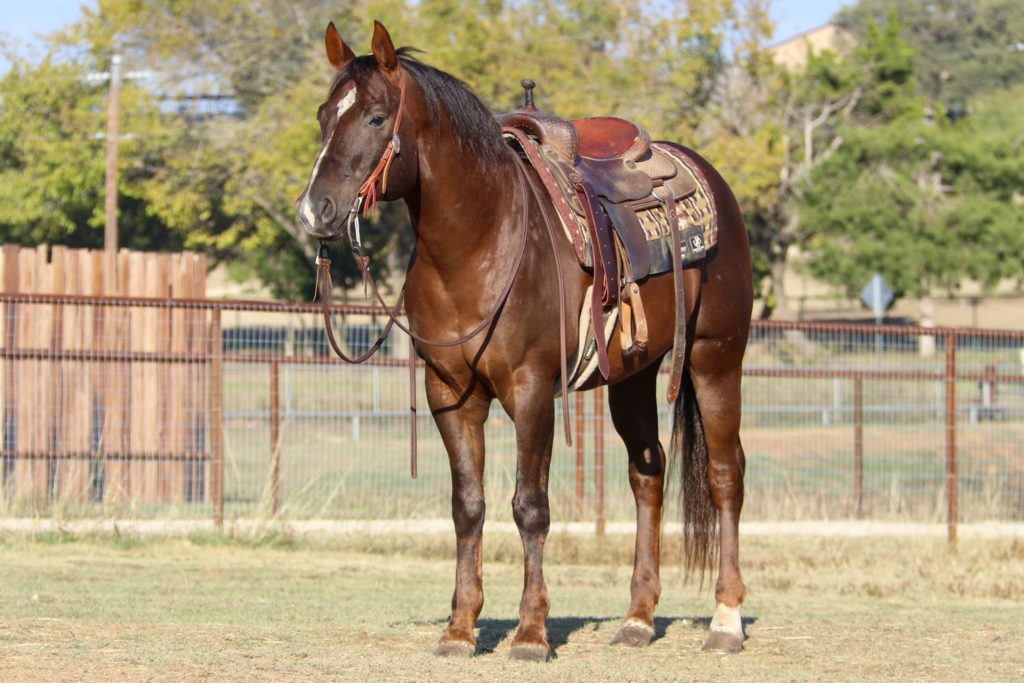 Chester - Platinum Equine Auction