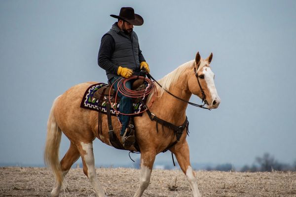 Duke - Platinum Equine Auction