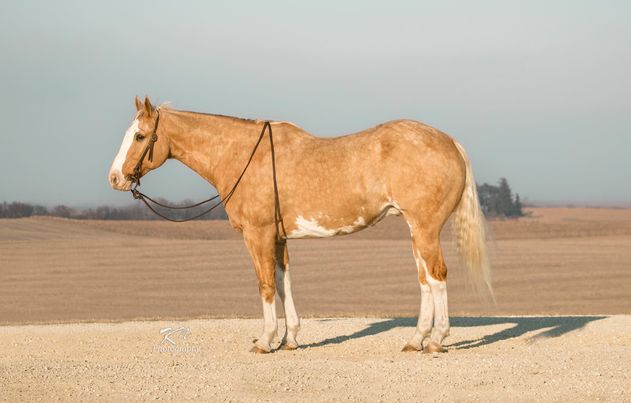 Duke - Platinum Equine Auction