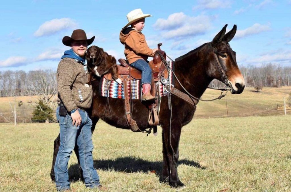 Mavis - Platinum Equine Auction