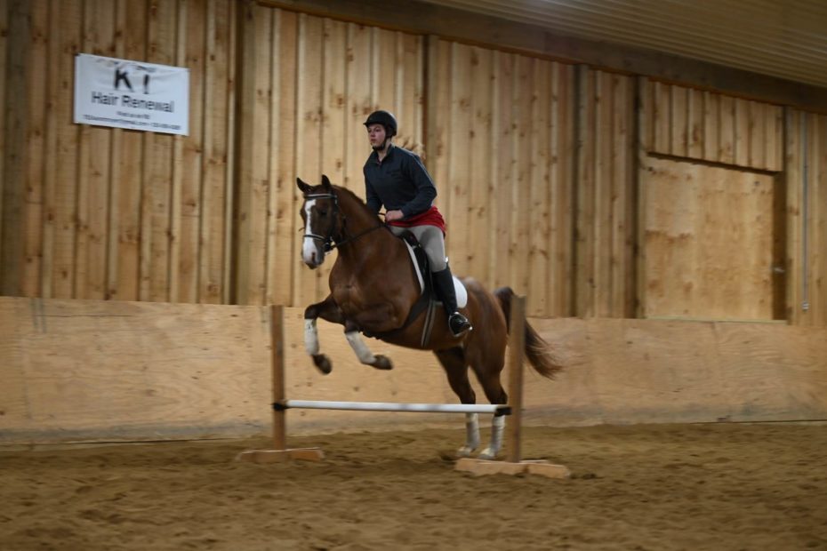 Highbrow Rip N Tear - Platinum Equine Auction