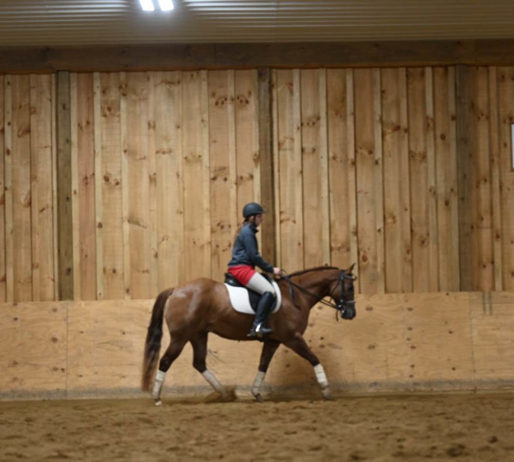 Highbrow Rip N Tear - Platinum Equine Auction