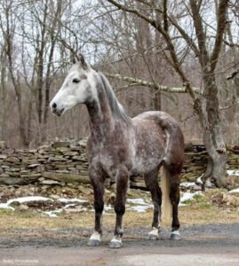 Grey Goose - Platinum Equine Auction