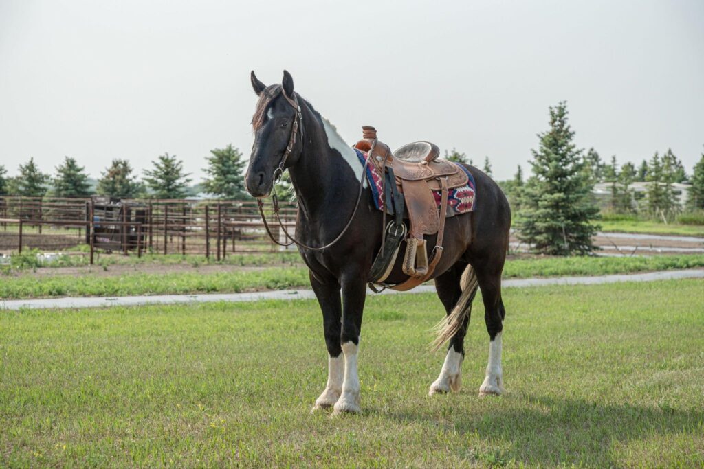 Kozmo - Platinum Equine Auction