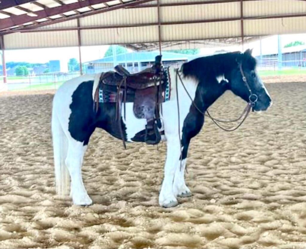 Ladybug - Platinum Equine Auction