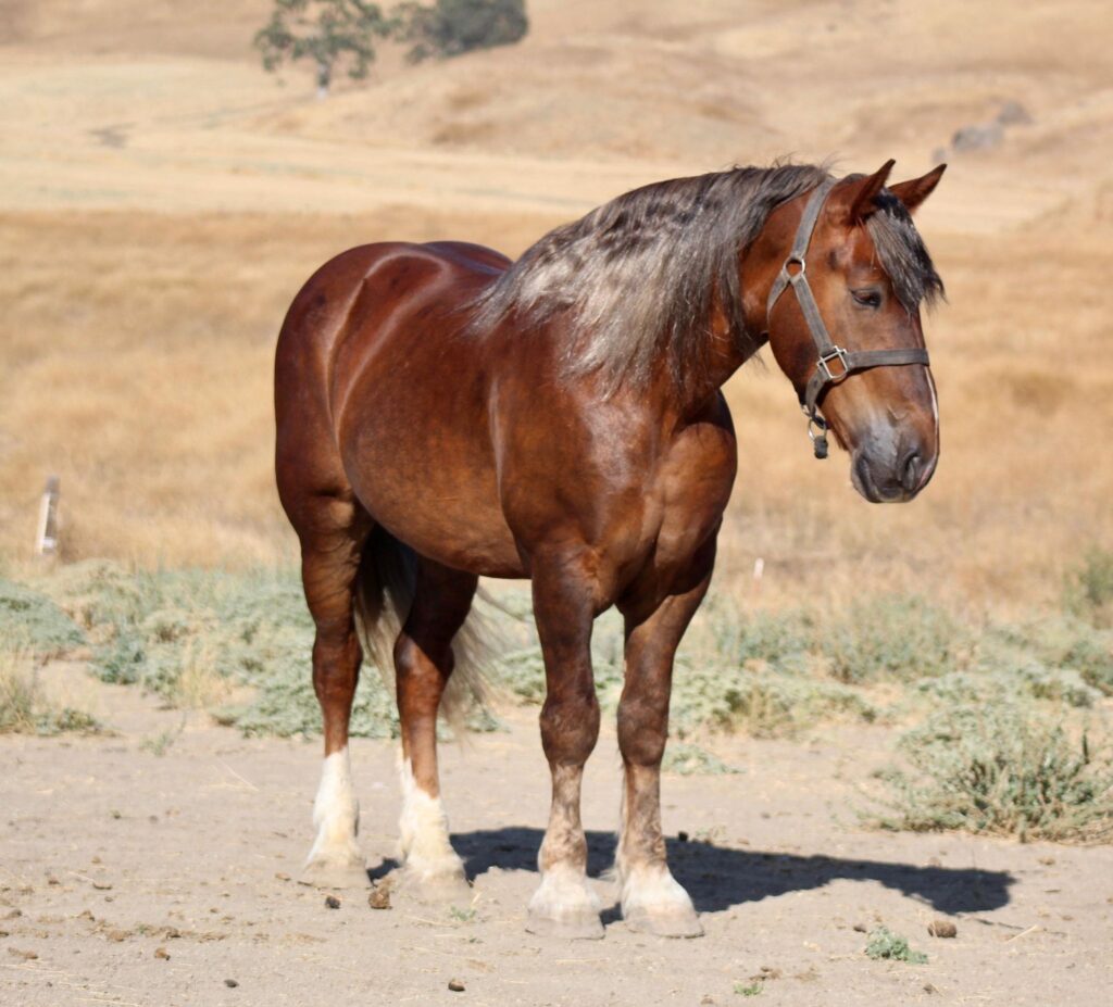 Hershey - Platinum Equine Auction