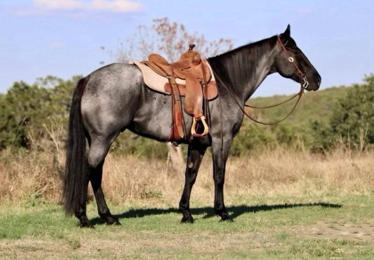 Live Auctions - Platinum Equine Auction