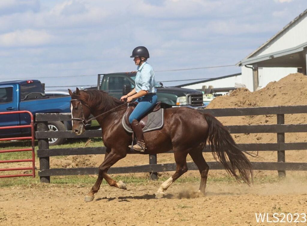 Channing - Platinum Equine Auction
