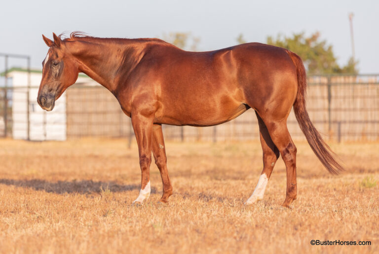 Live Auctions - Platinum Equine Auction