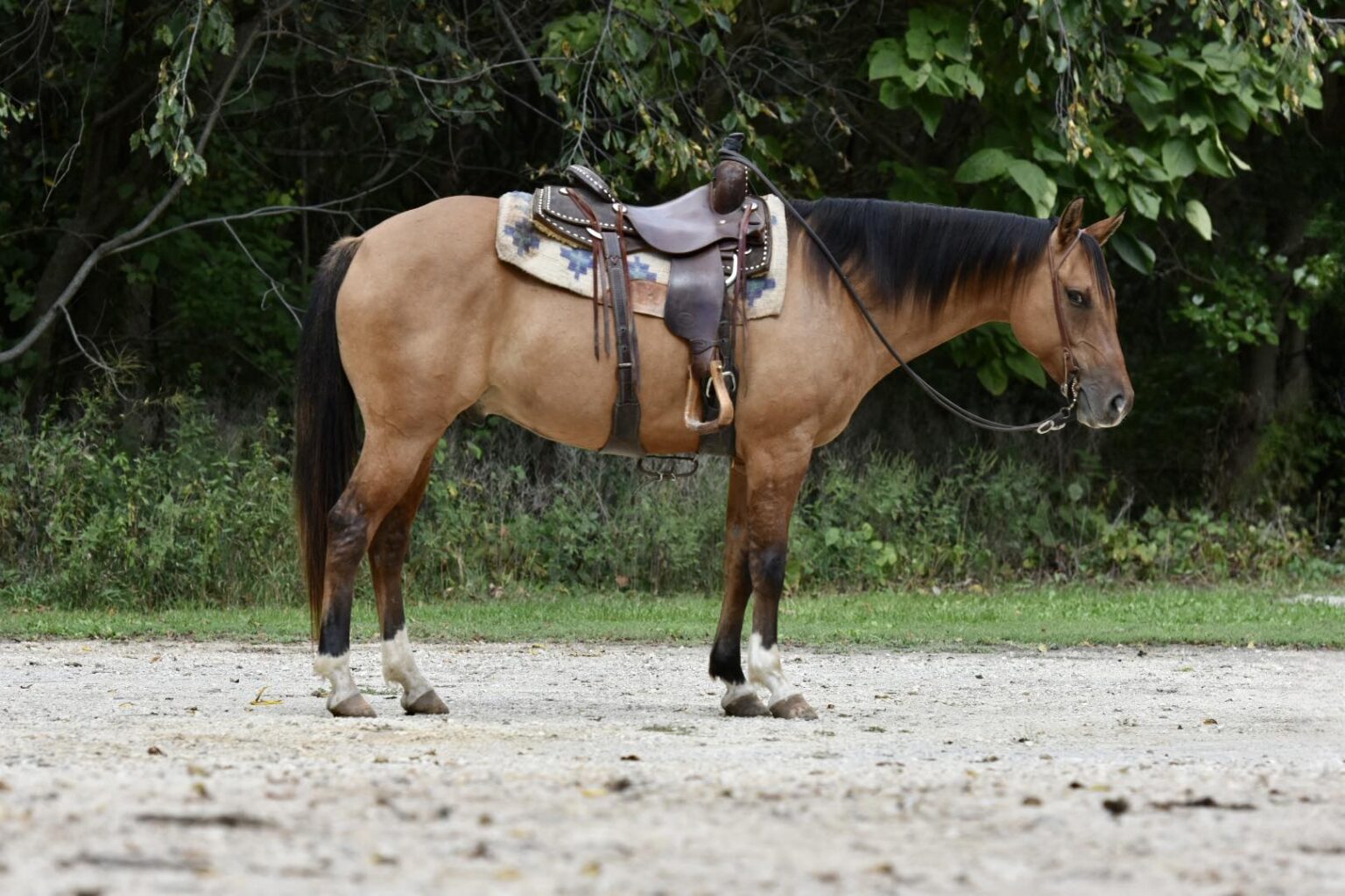 Live Auctions - Platinum Equine Auction