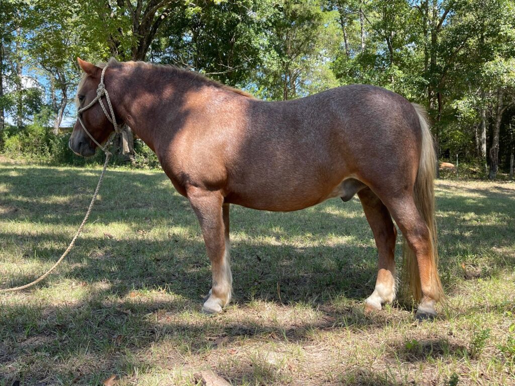 Cheddar - Platinum Equine Auction