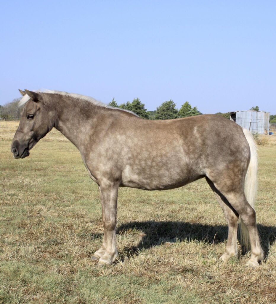 Princess - Platinum Equine Auction