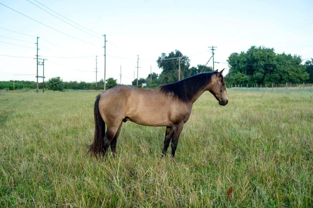 Al Capony - Platinum Equine Auction