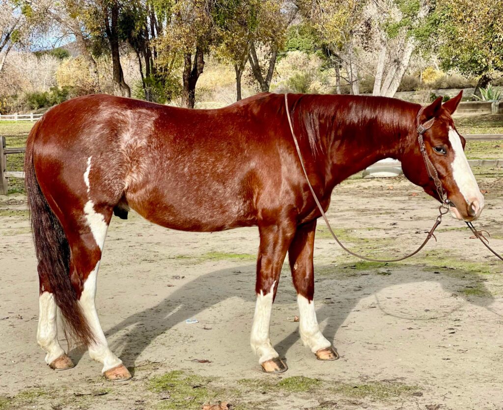 Kittys Remy Two - Platinum Equine Auction