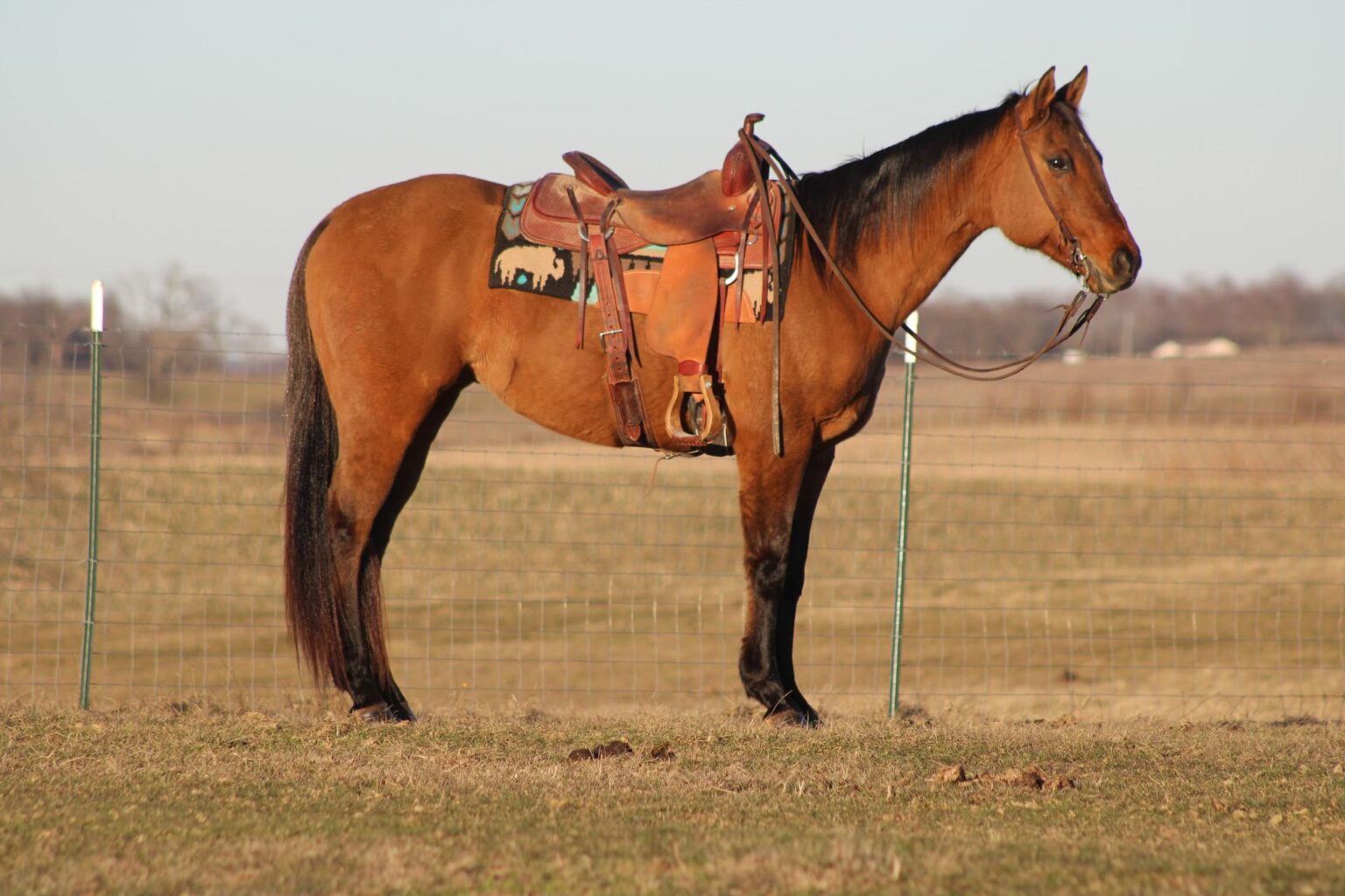 Live Auctions - Platinum Equine Auction