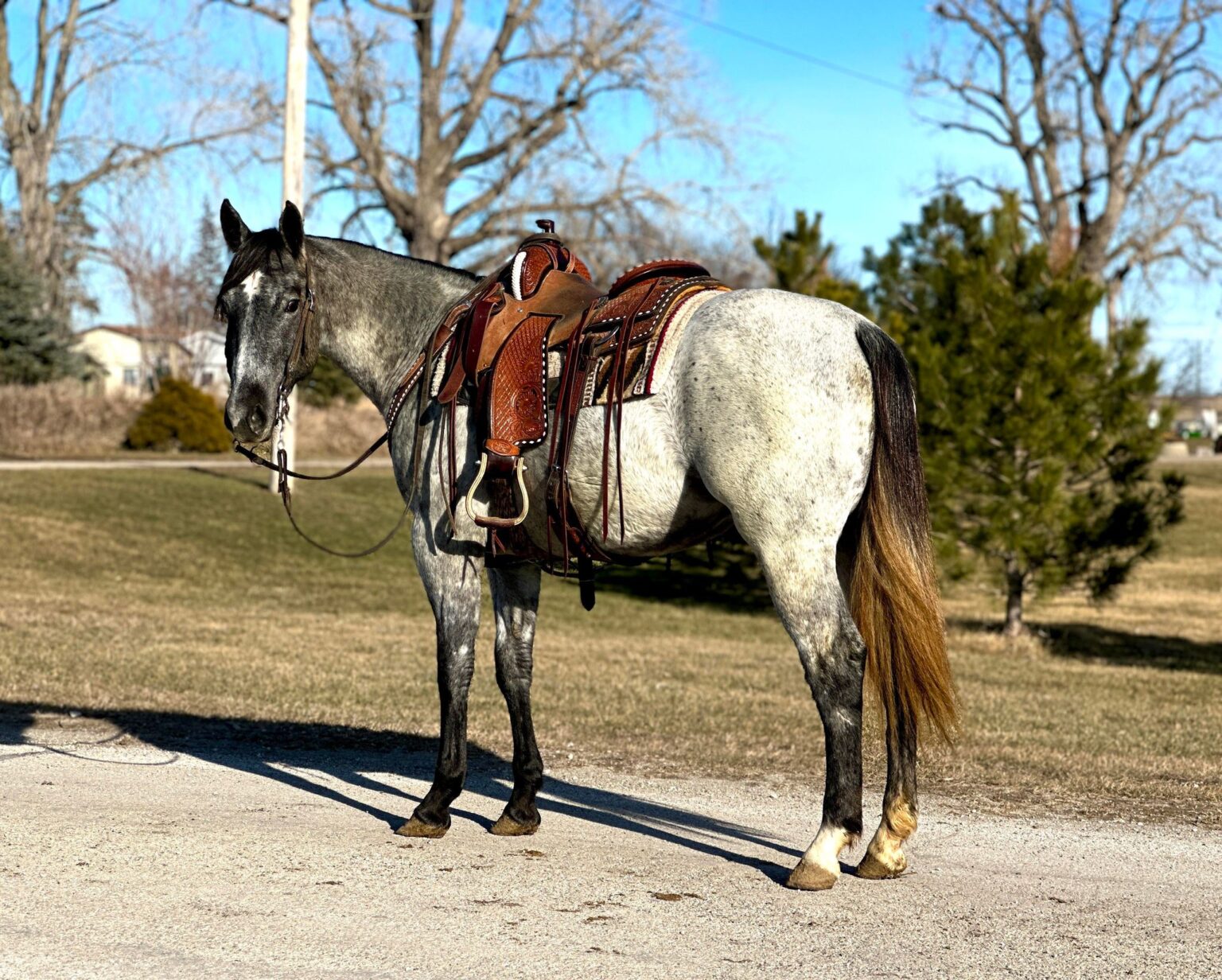 Live Auctions - Platinum Equine Auction