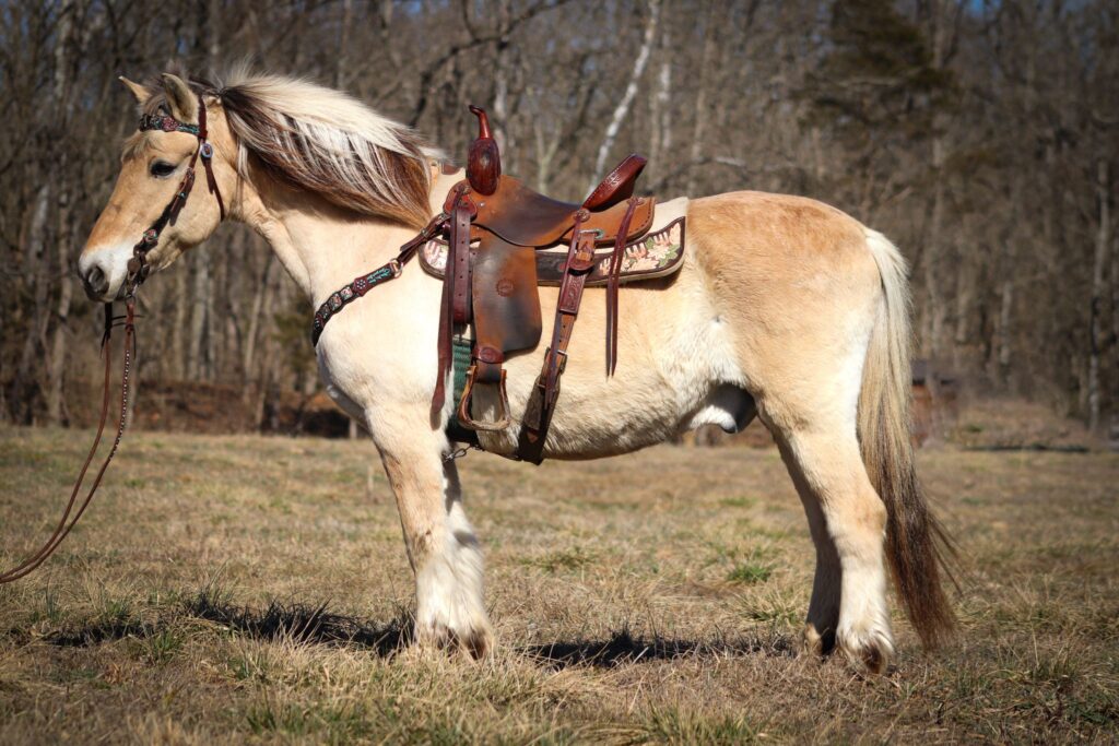 Archie - Platinum Equine Auction