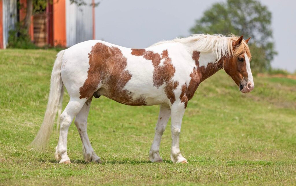 Begee - Platinum Equine Auction