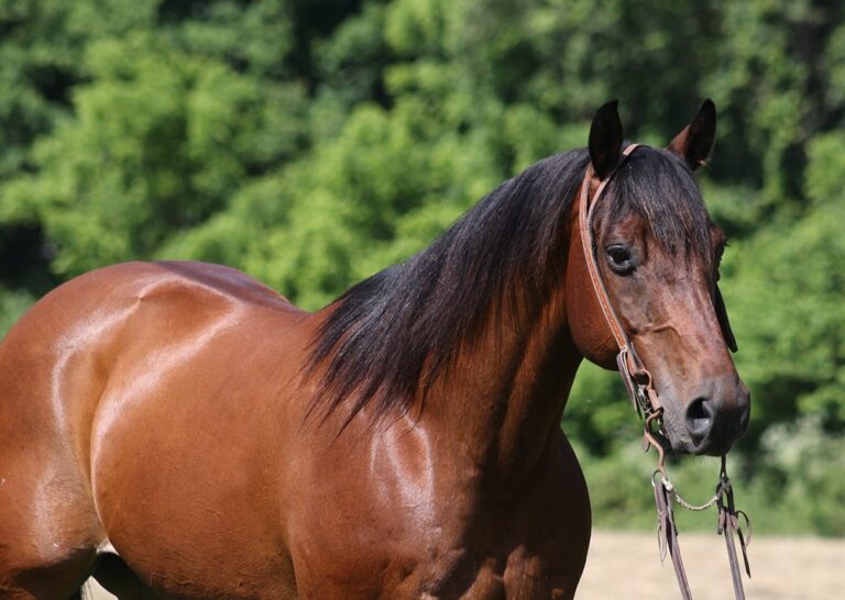 Benson - Platinum Equine Auction