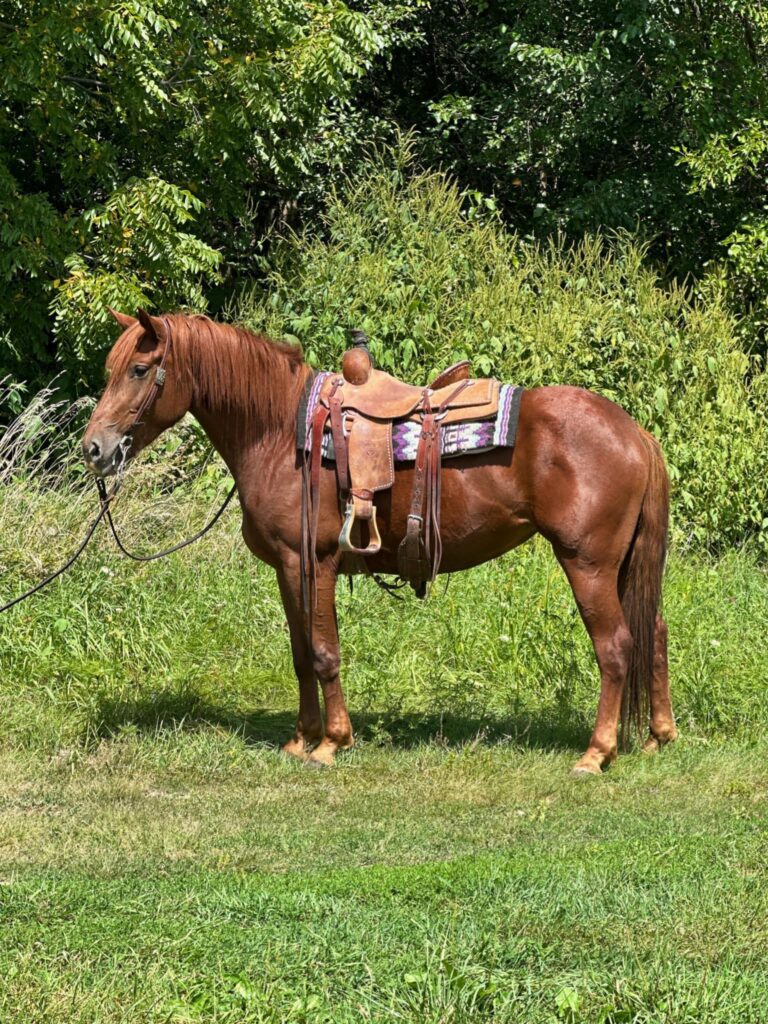 Ruby - Platinum Equine Auction