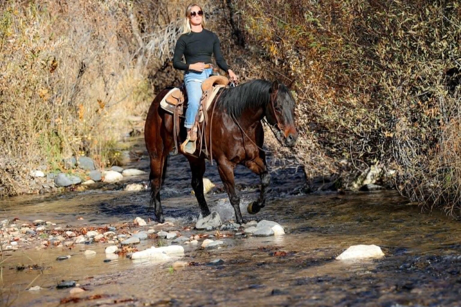 Fabio- The Chop Shop - Platinum Equine Auction
