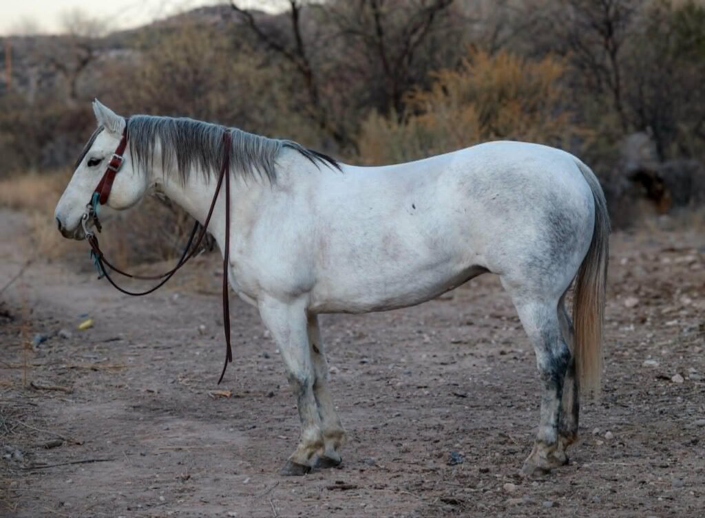 Mohons Blue Concha - Platinum Equine Auction