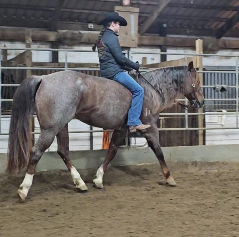 DDD Busy Blazin Batt - Platinum Equine Auction