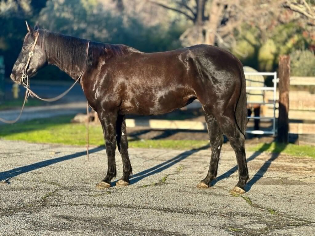 BARST VENOMOUS RONA - Platinum Equine Auction
