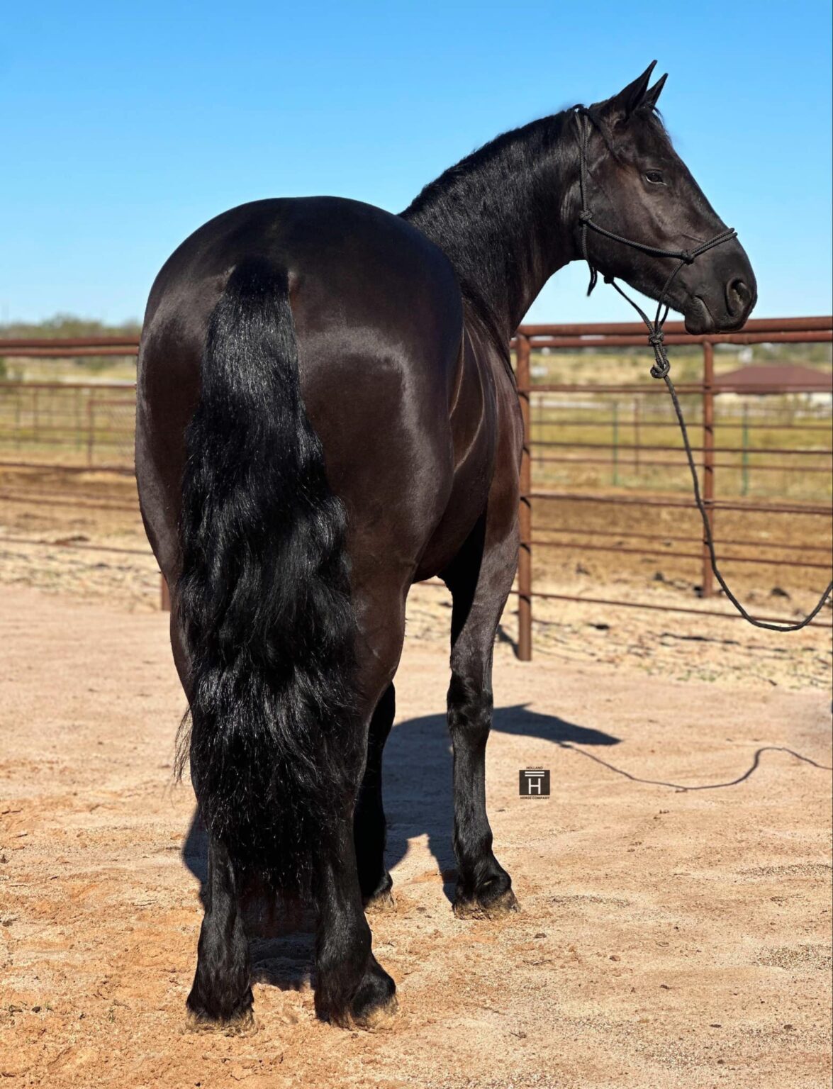 Phantom - Platinum Equine Auction