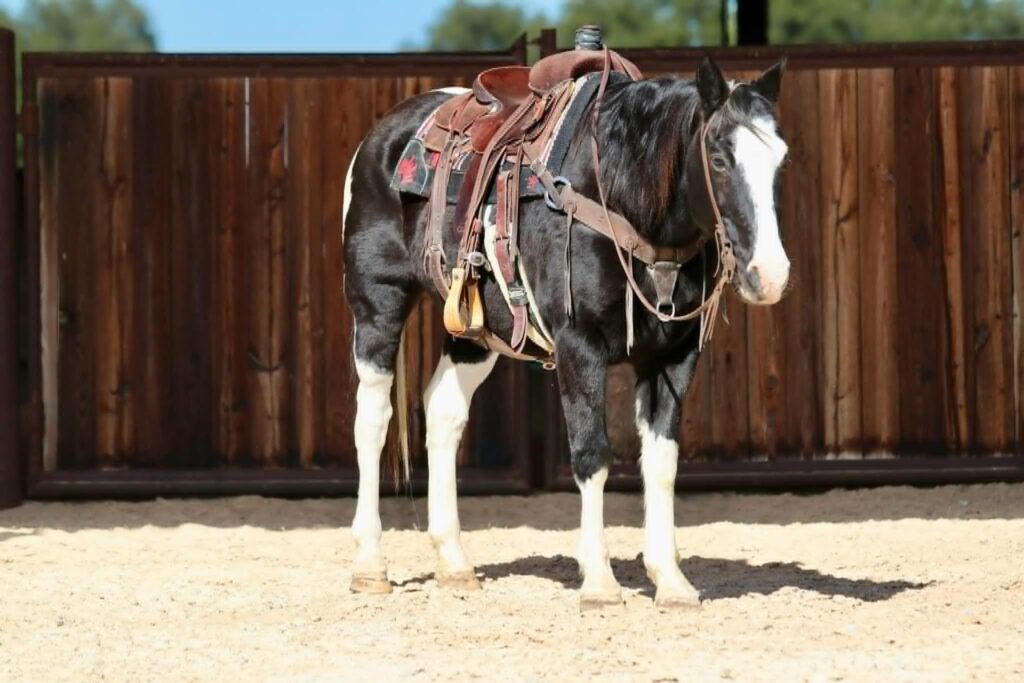 Lightning - Platinum Equine Auction