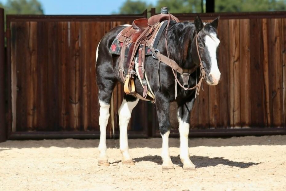 Lightning - Platinum Equine Auction