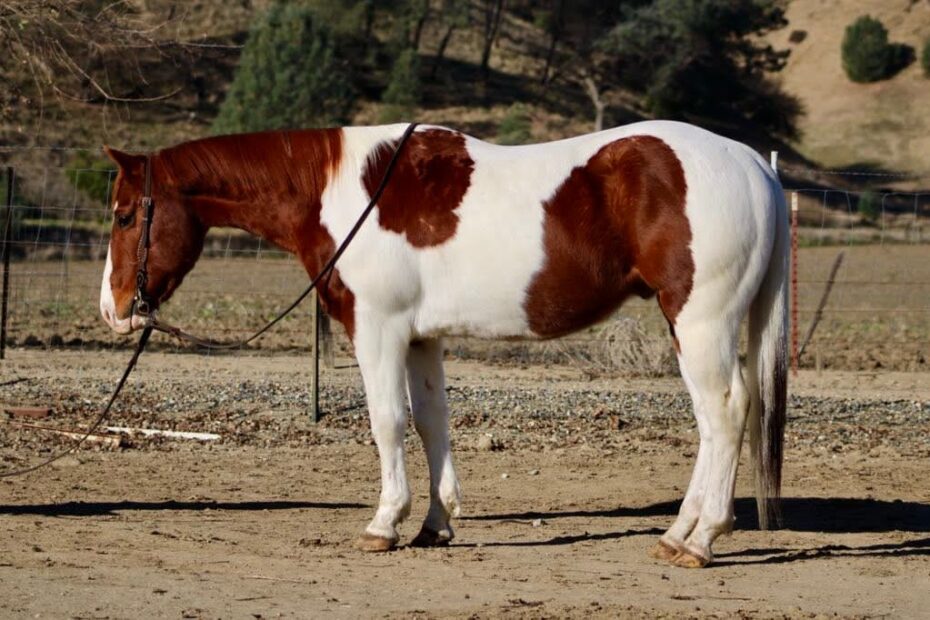 Checkers - Platinum Equine Auction